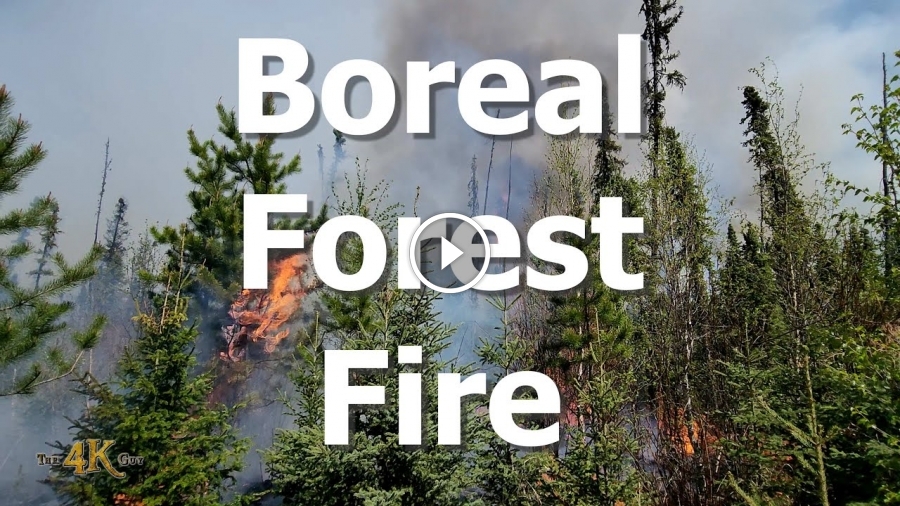 Yellowhead: Raw closeup video of ripping flames in boreal forest fire 5 ...
